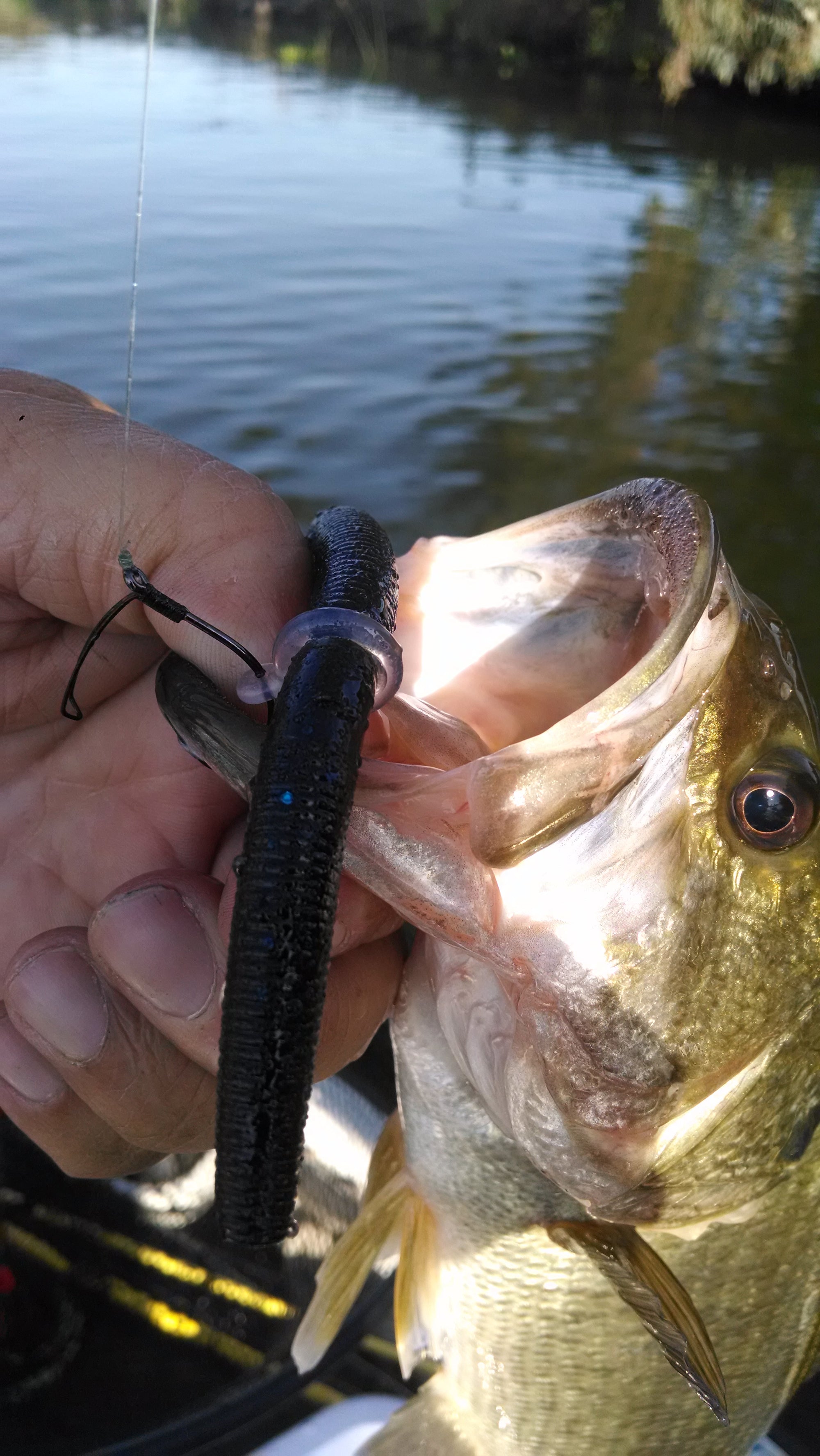 Sink-O-Ring Wacky Rig 10/PCS – Real Fish Bait